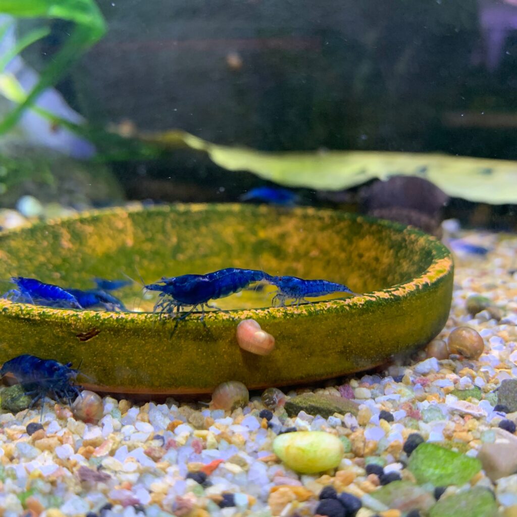Blue Dream - Saturn Shrimp