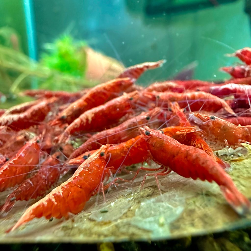 Fire Red Cherry - Saturn Shrimp