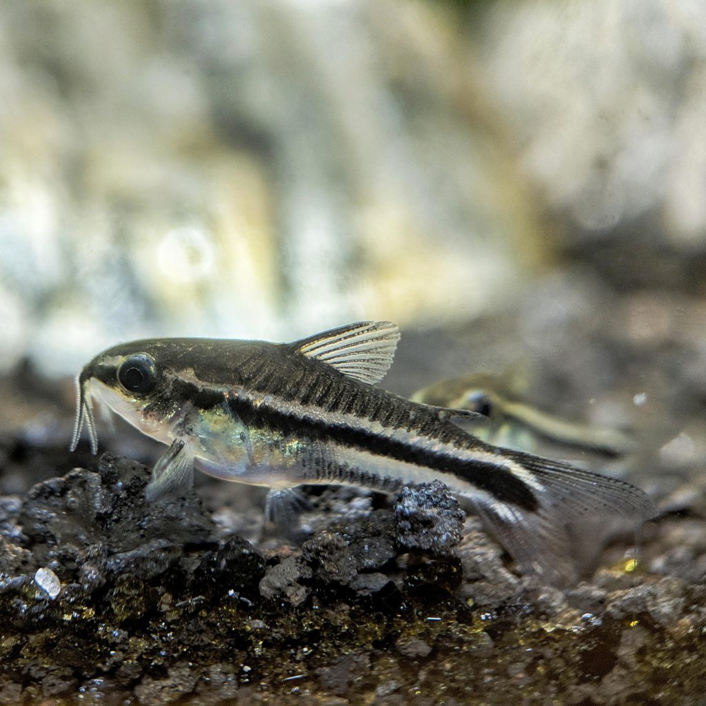 Pygmy/Dwarf Corydoras - Saturn Shrimp