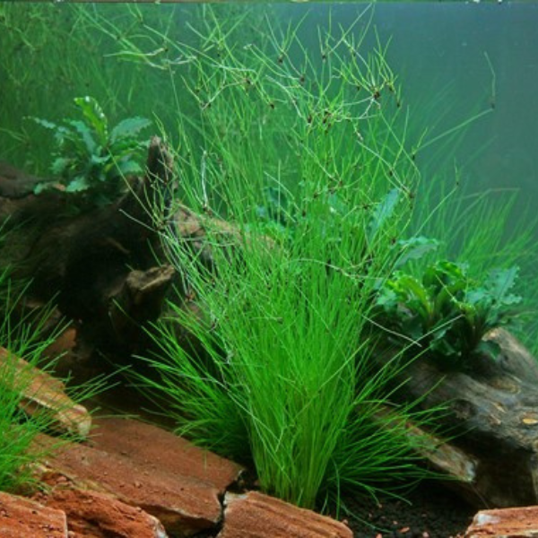 Eleocharis Vivipara - Umbrella Hairgrass (Dennerle) - Saturn Shrimp