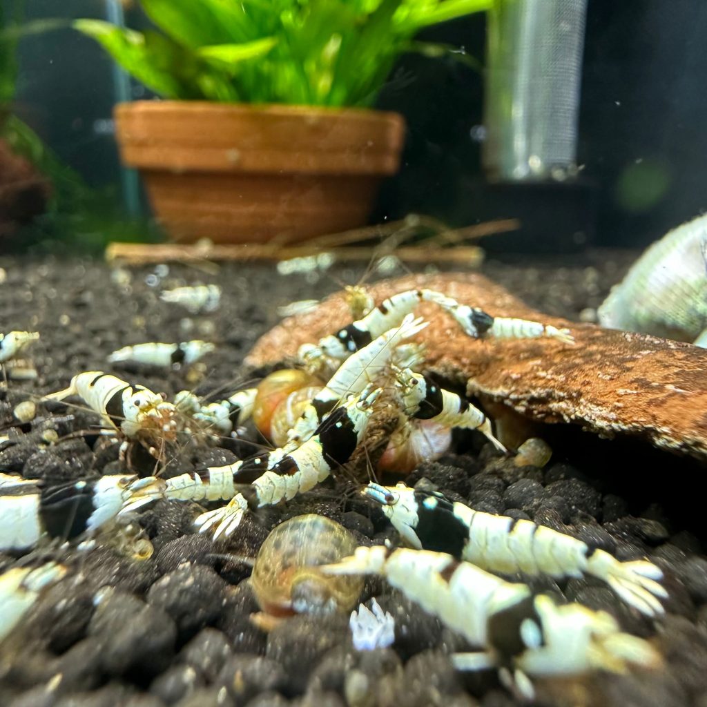 Pure Black Line (PBL) - Saturn Shrimp