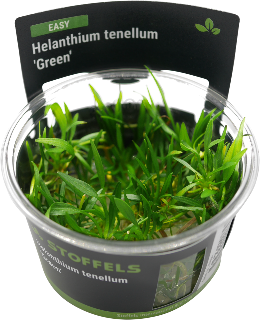 Helanthium Tenellum ‘Green’ (Stoffels) - Saturn Shrimp