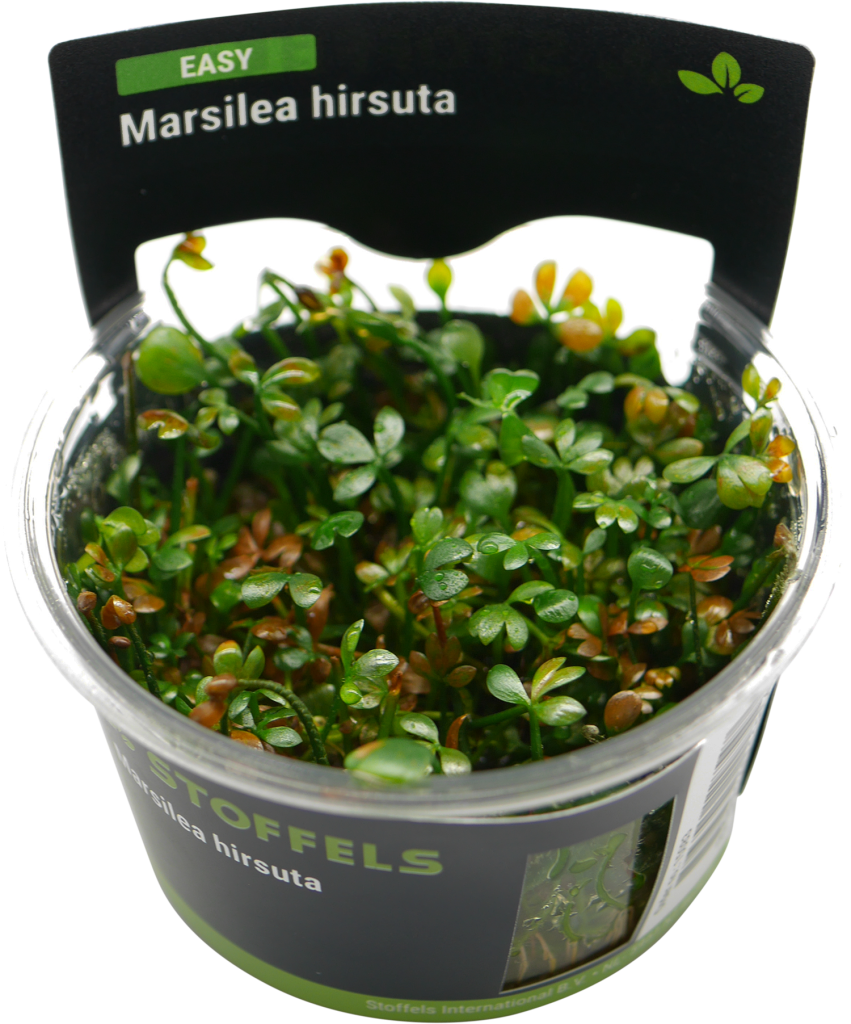Marsilea Hirsuta (Stoffels) - Saturn Shrimp