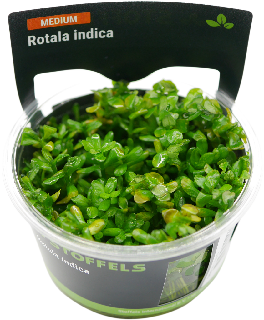 Rotala Indica "Bonzai" (Stoffels) - Saturn Shrimp