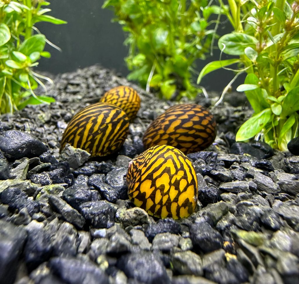 Zig Zag/Lightning Nerite Snail - Saturn Shrimp