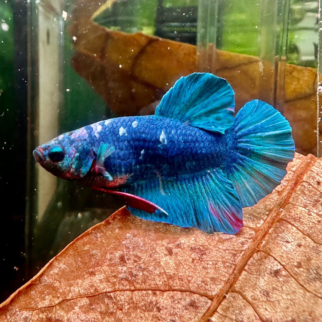 Siamese Fighter - Male (Koi) - Saturn Shrimp