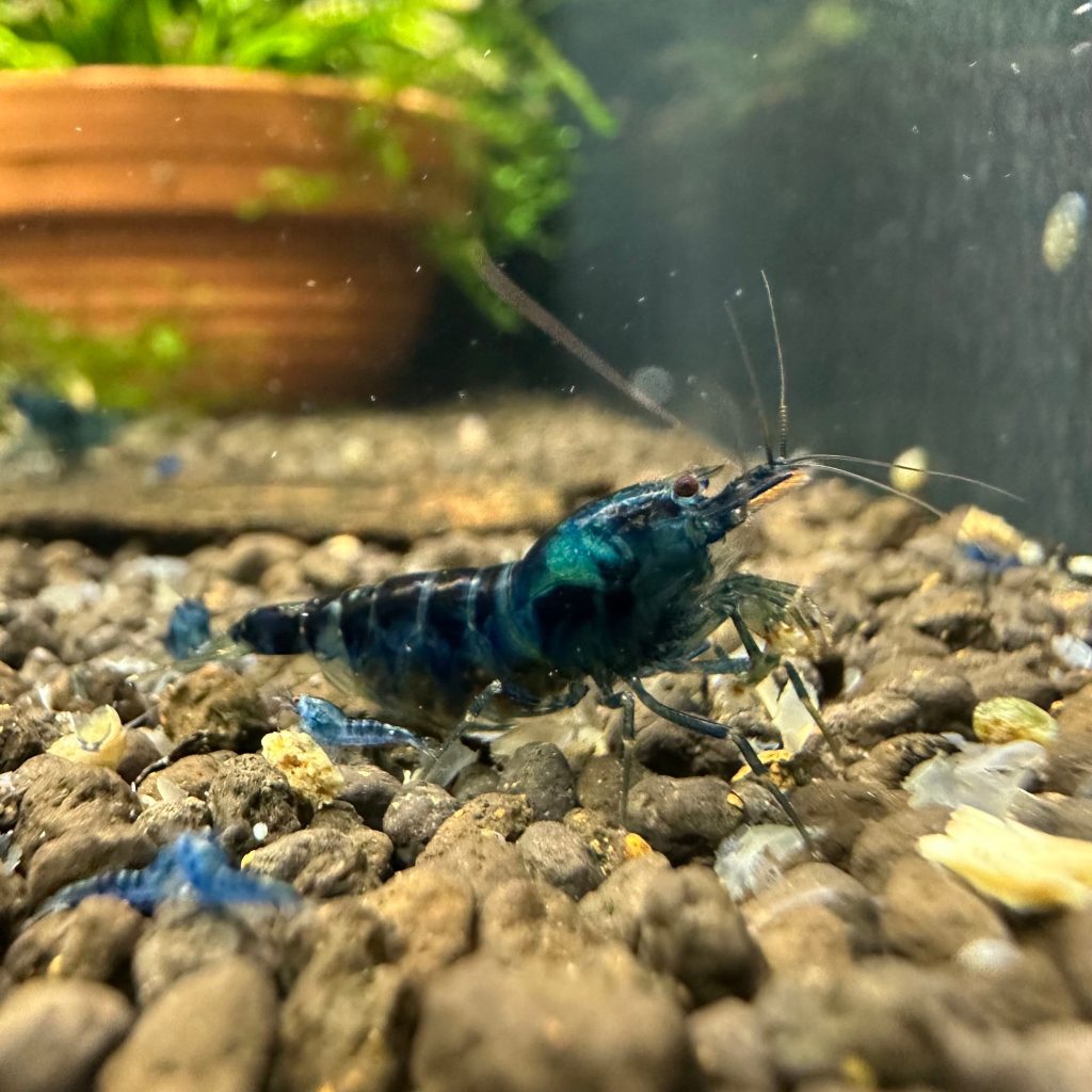 Dragon Blood (Blue Calceo) - Saturn Shrimp