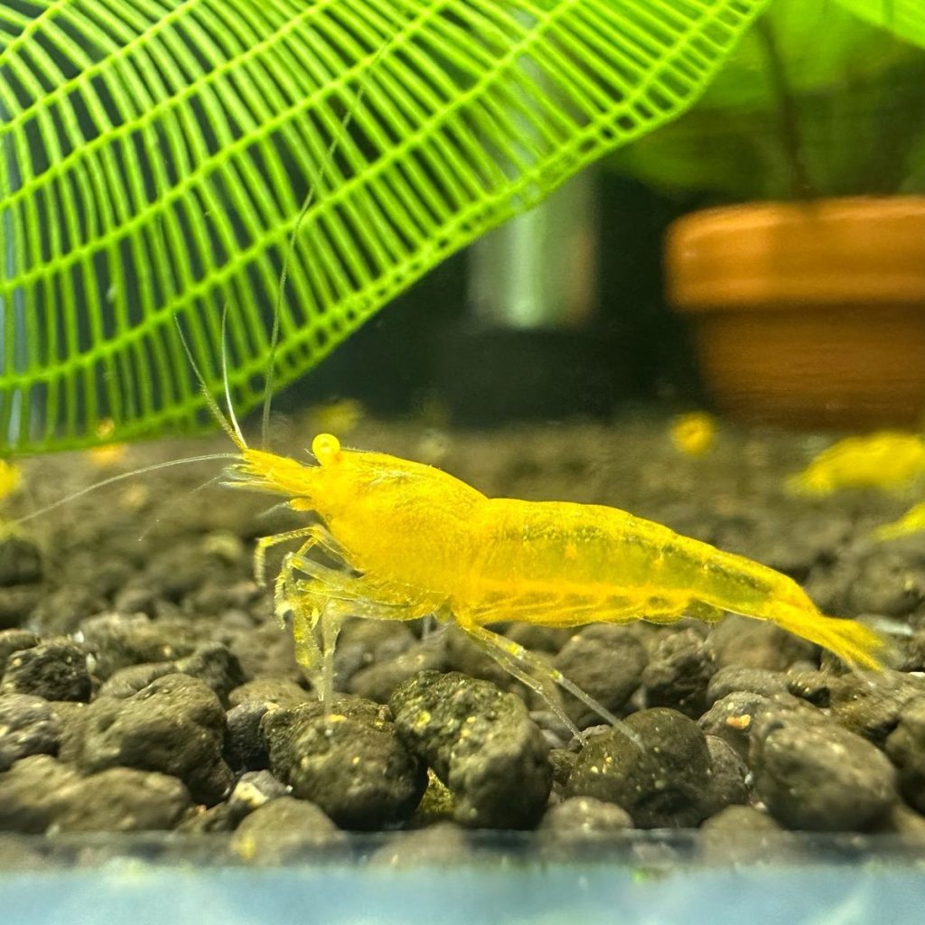Orange Eye Yellow Devil - Saturn Shrimp
